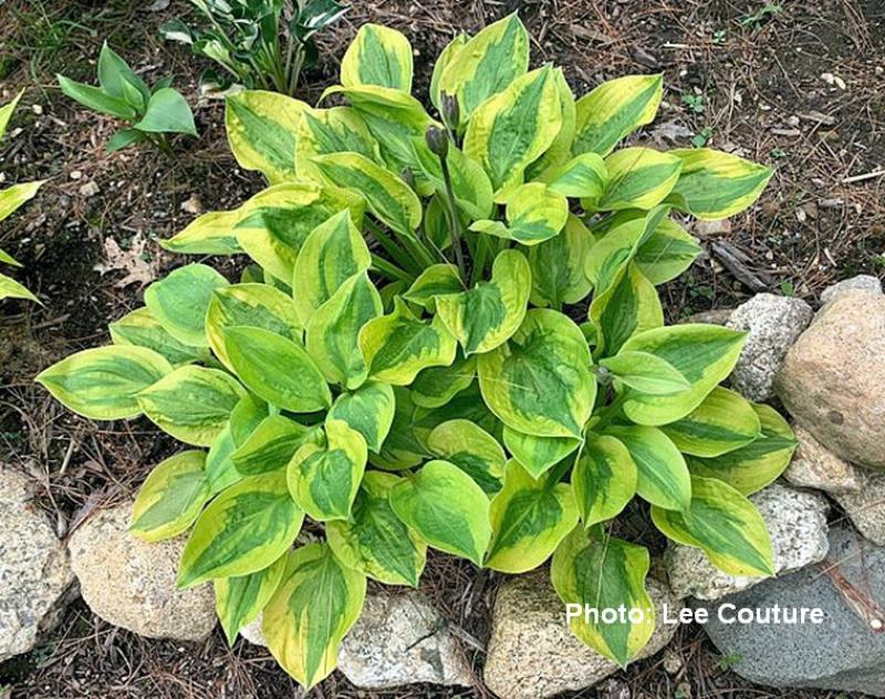 Hornbaker Gardens, Inc. - Hosta Glad Rags medium