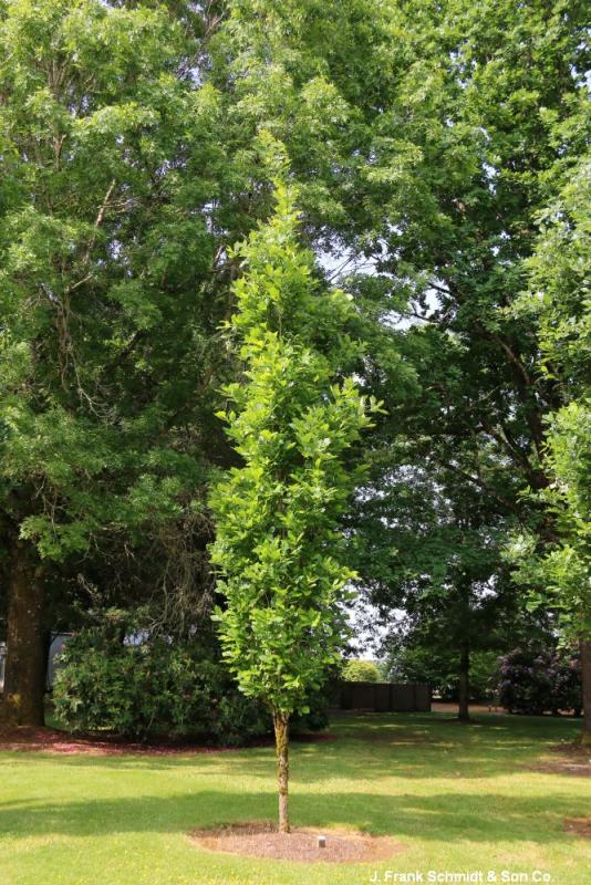Hornbaker Gardens, Inc. - Quercus x Kindred Spirit® #15