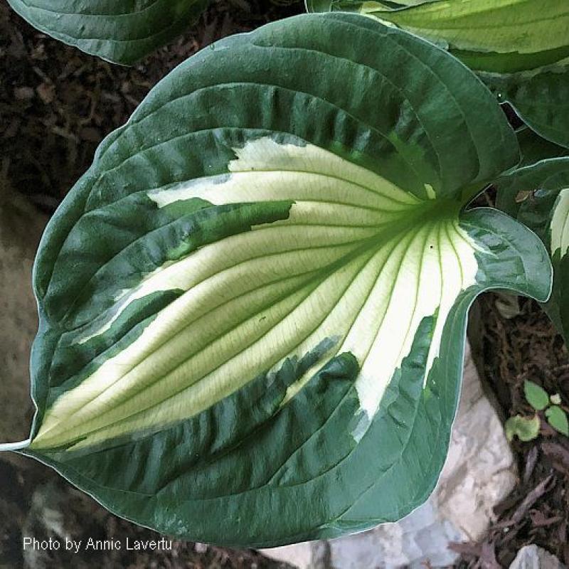 Hornbaker Gardens, Inc. - Hosta Colored Hulk medium